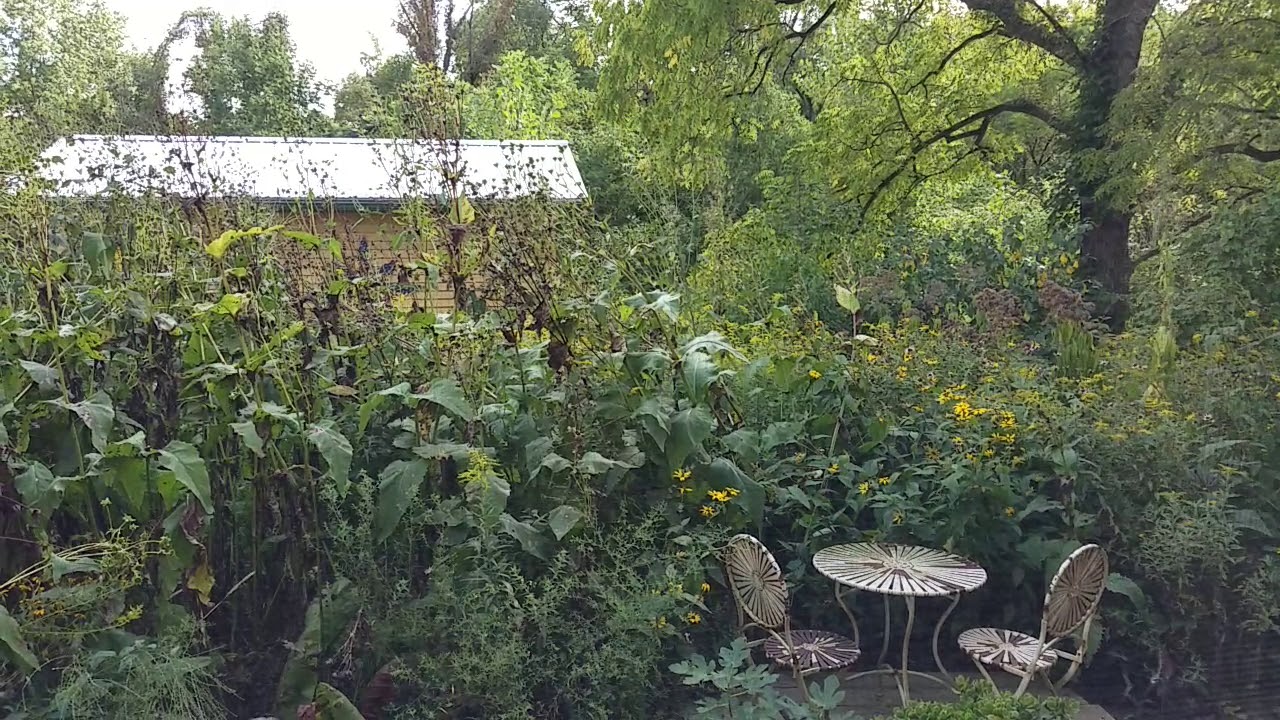 American Goldfinches and Migrating Birds - YouTube