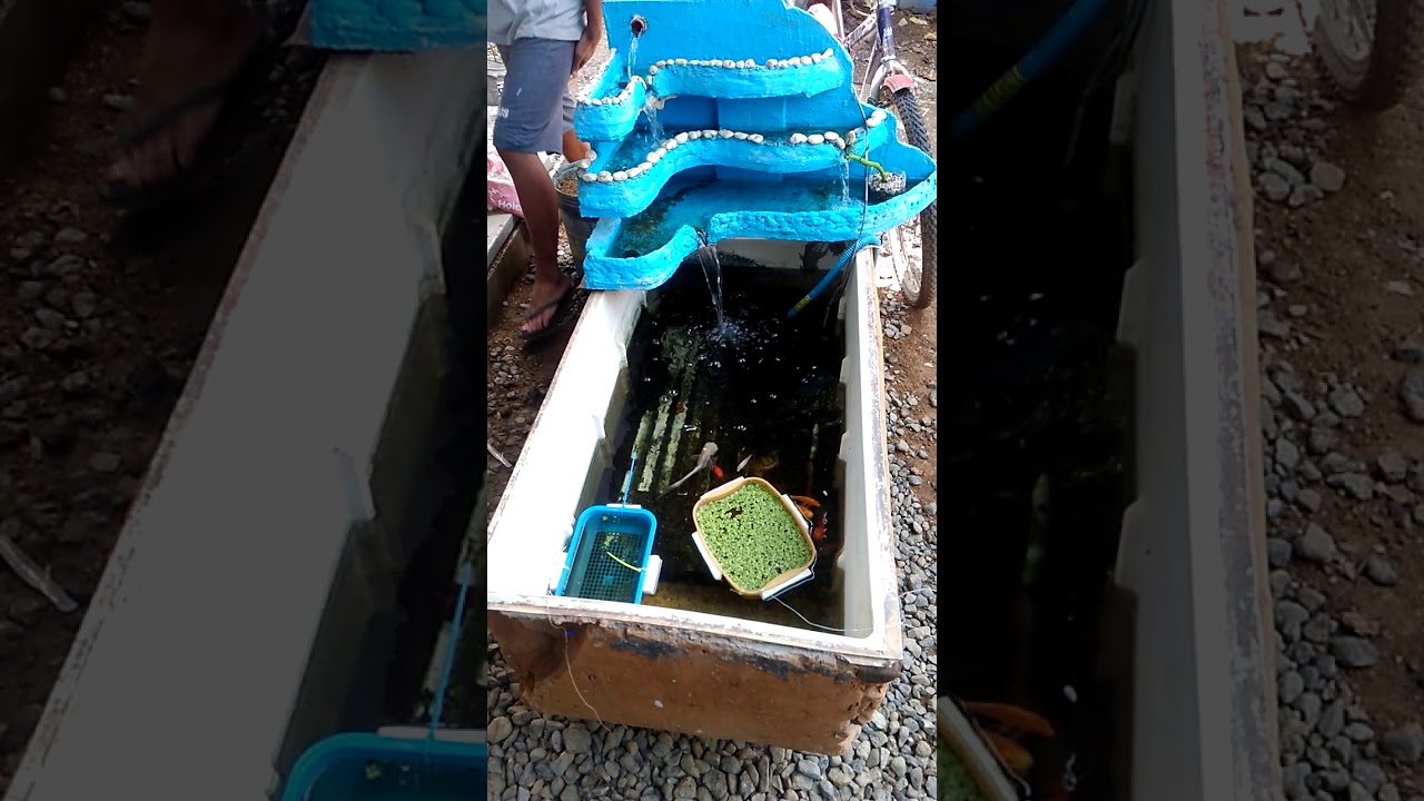 Reftub for pet fish - YouTube