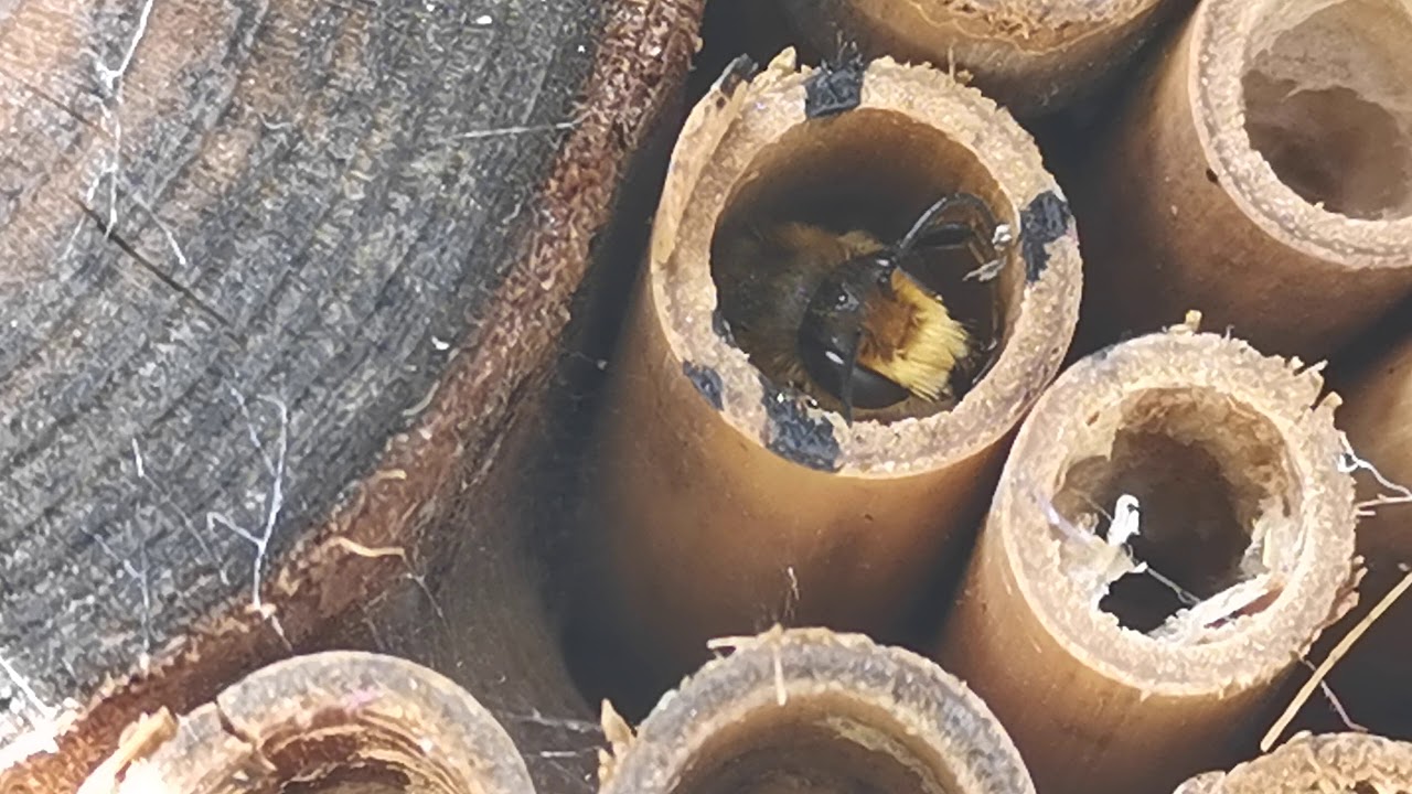 Leaf cutter bee emerging - YouTube