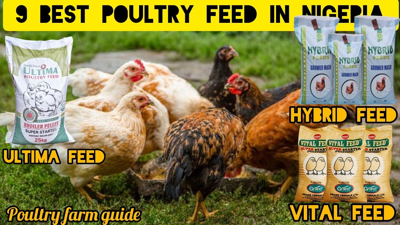9 Best Poultry Feeds For Breeding and For Optimal growth. - YouTube