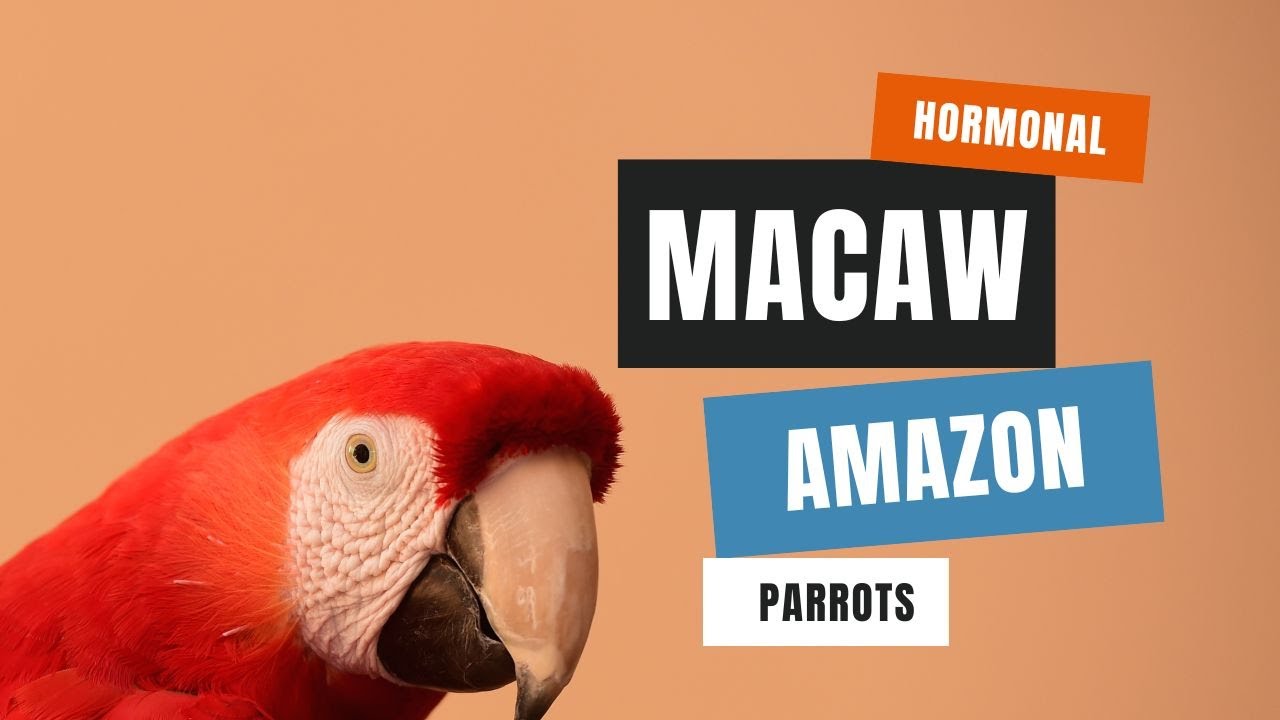 Funny hormonal Scarlet Macaw, yes she's doing what you think she is ...