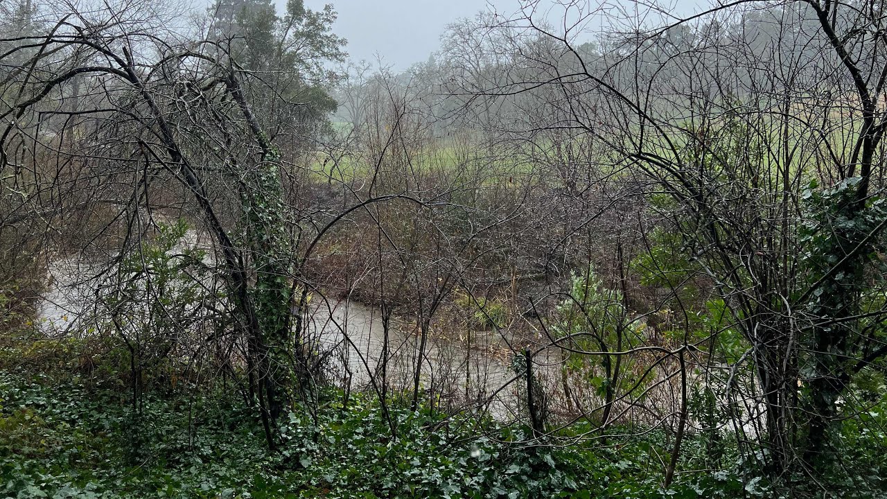 Revisiting the plum forest in the creek - YouTube