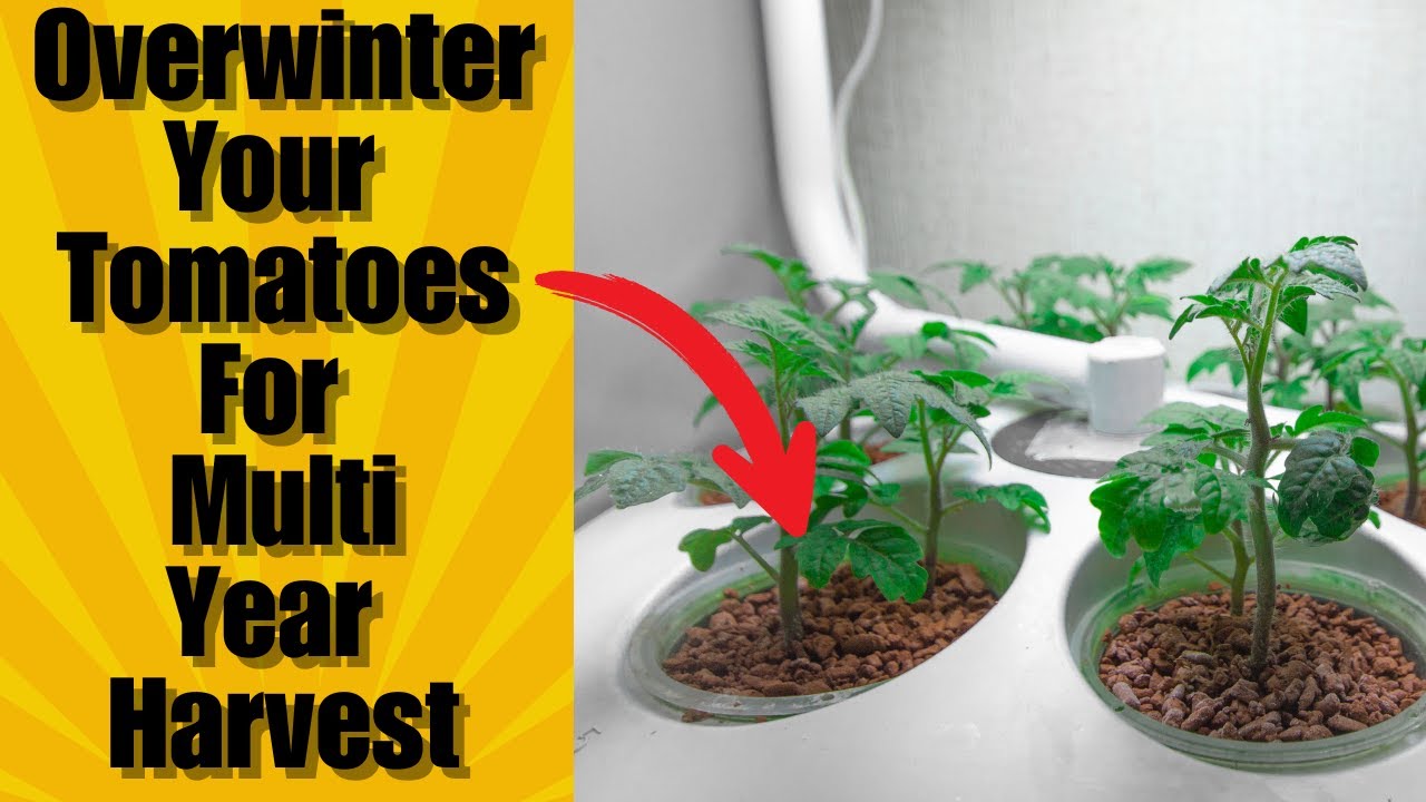 Over Winter Tomatoes For A Second And Third Year Harvest | Complete How ...
