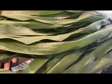 Como preparar las hojas para las Corundas o tamales amarillos y su ...