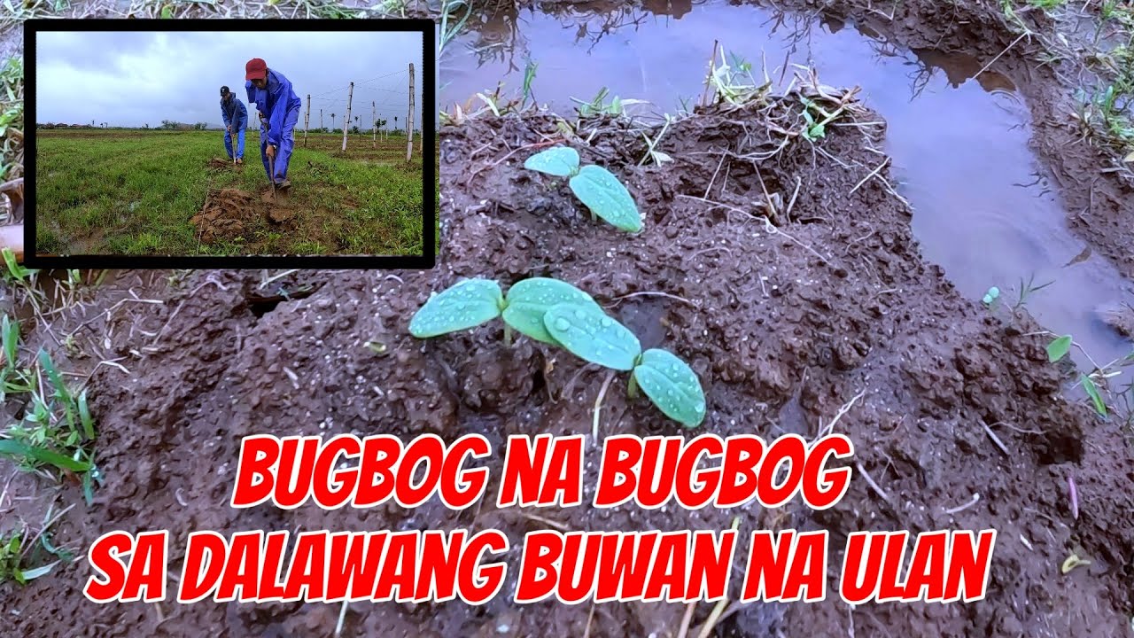 UPDATE SA PIPINO BUGBOG NA BUGBOG SA ULAN PERO LUMALABAN - YouTube