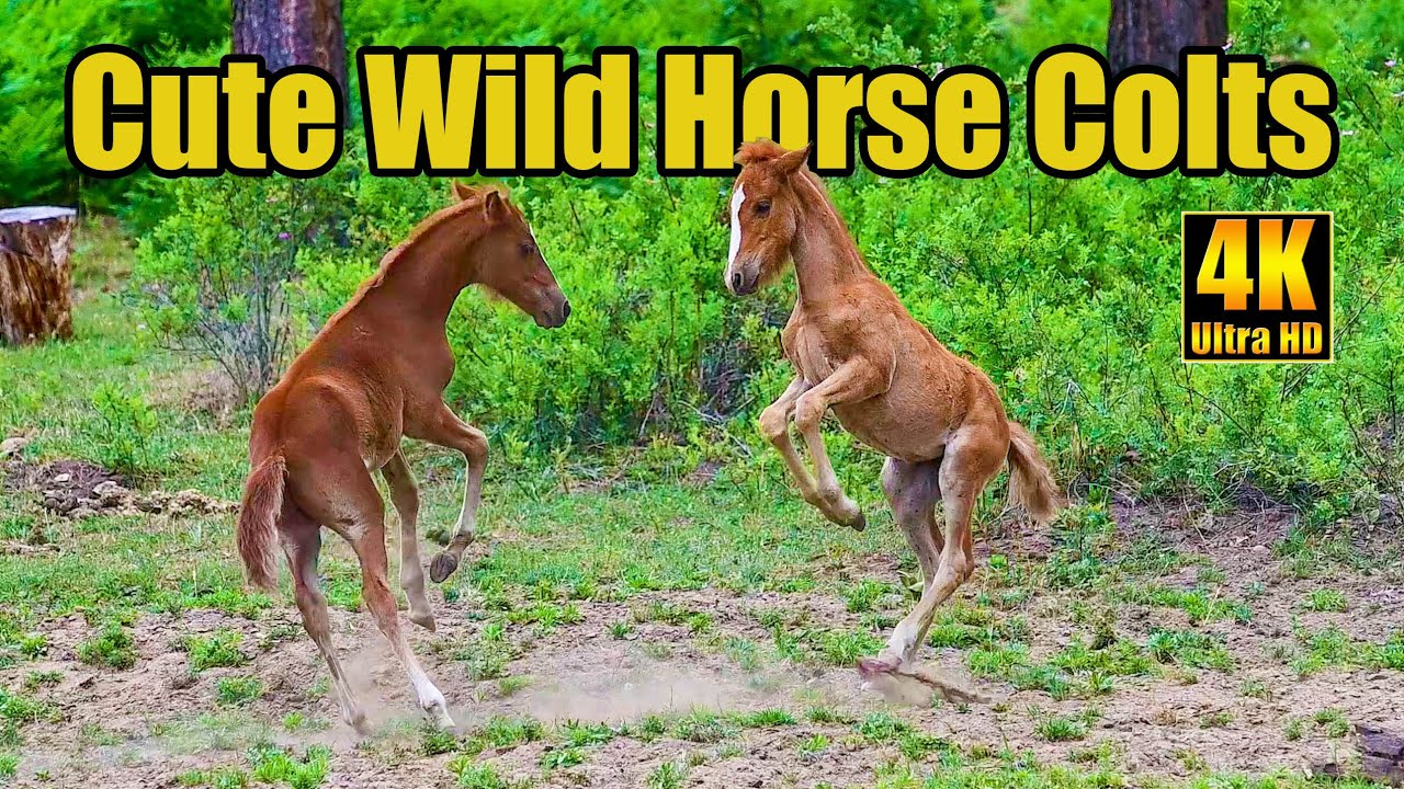 Cute & Funny Wild Mustang Colts Playing at Heber Wild Horse Territory - YouTube