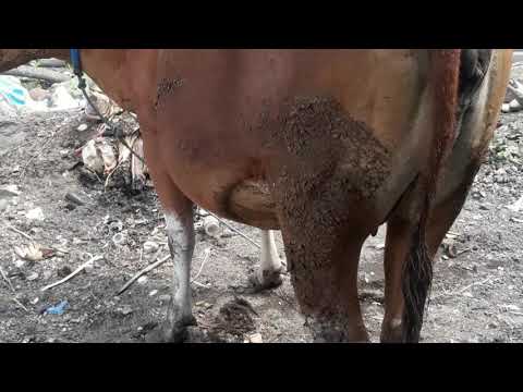 Berikut ini adalah tanda-tanda sapi akan melahirkan