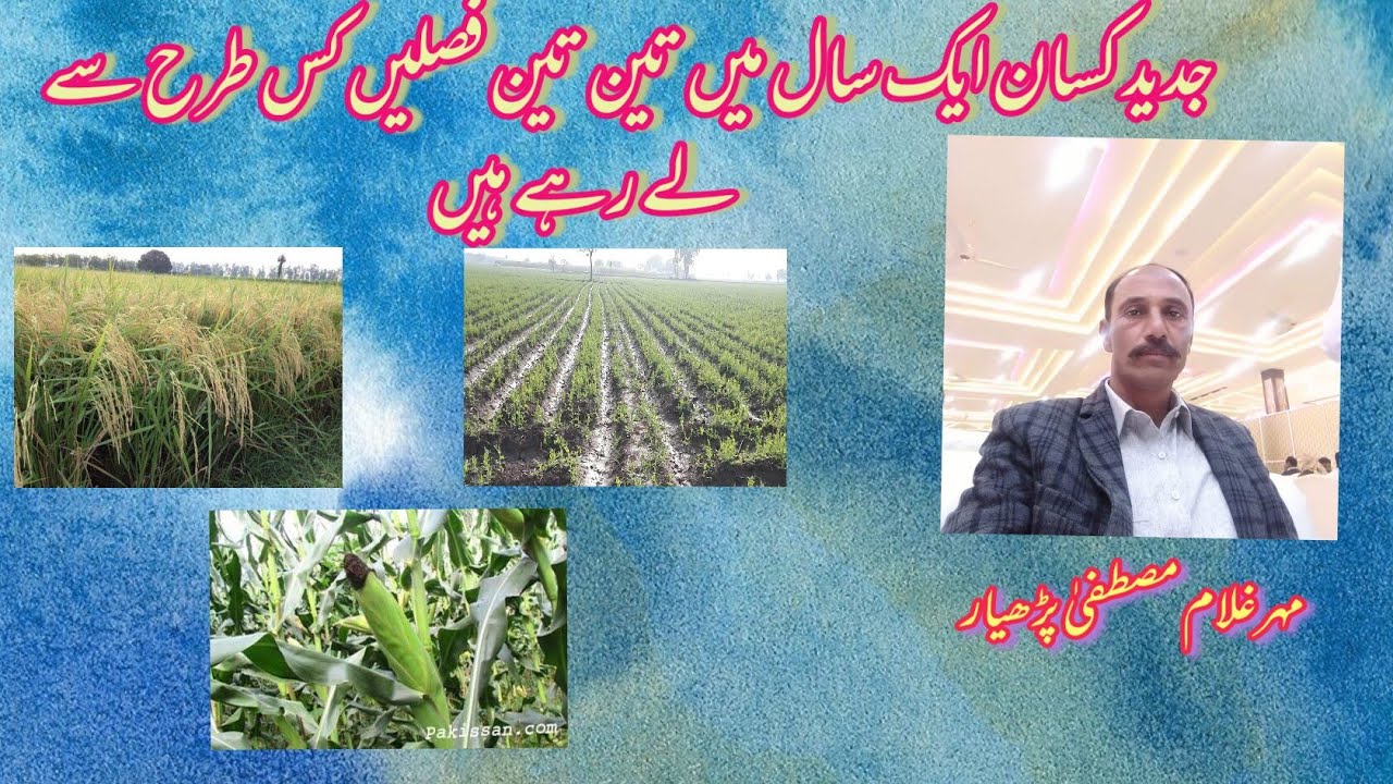 THREE CROPS IN ONE YEAR - YouTube