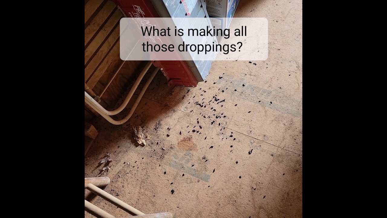 What is making this mess? Is that mouse poop 💩? - YouTube