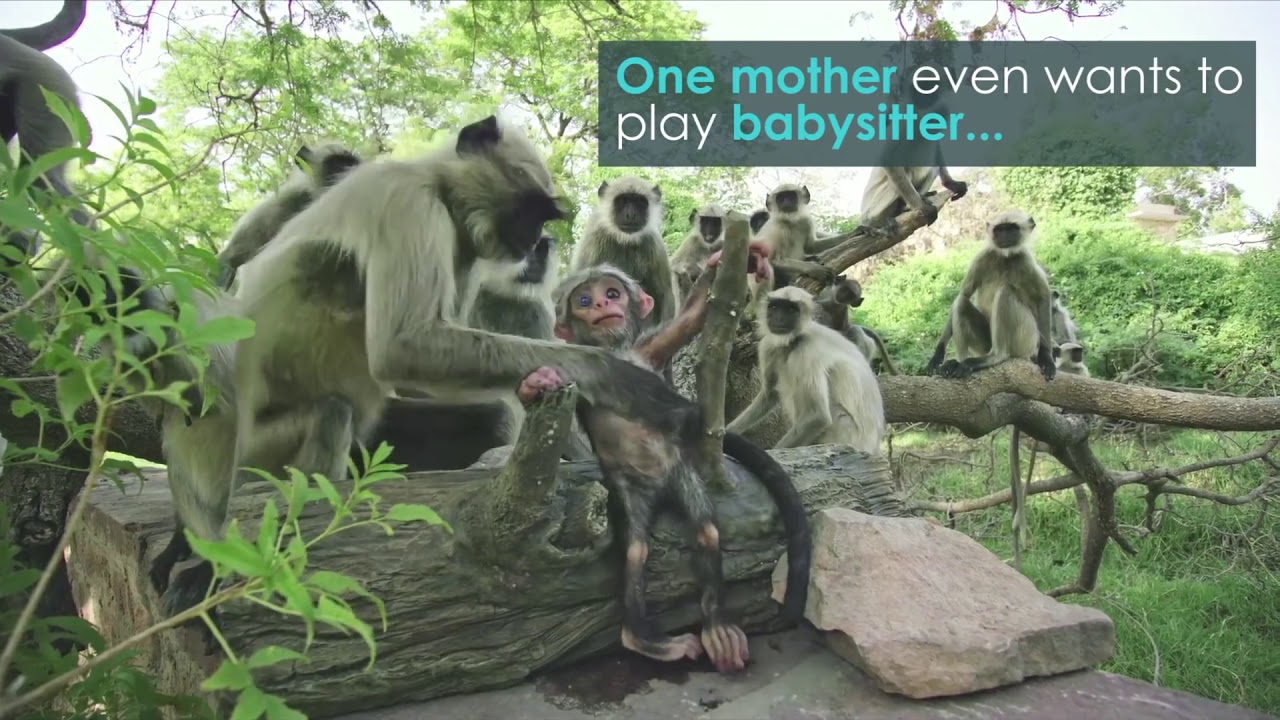 Spy Monkey Mistaken for Dead Baby and Mourned by Troop - YouTube