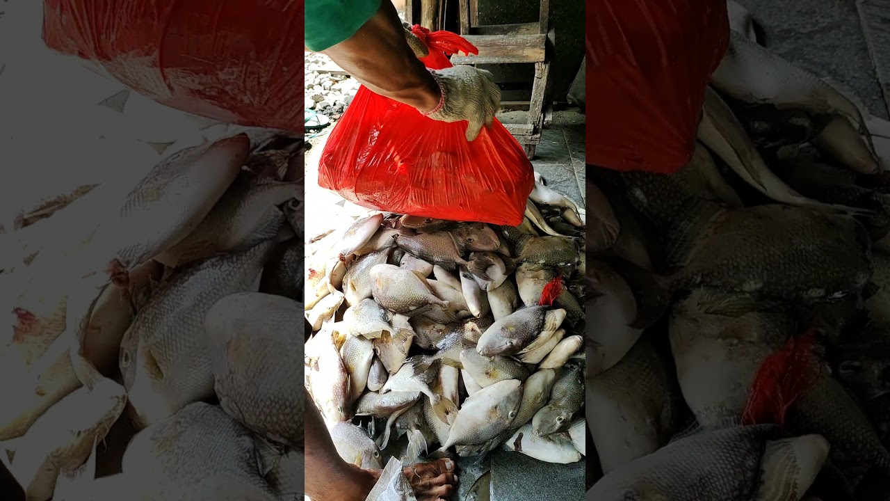 UNBOXING Ikan togek #SekaranGaPuakat #LamonganBangkit - YouTube