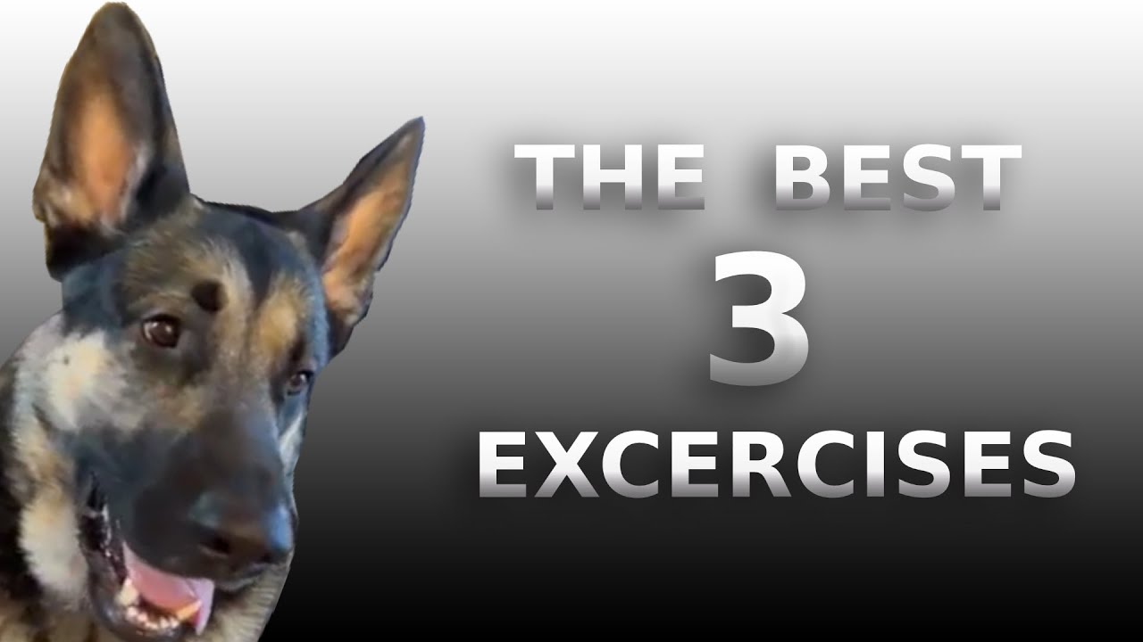 The 3 Best Exercises for Dogs - YouTube