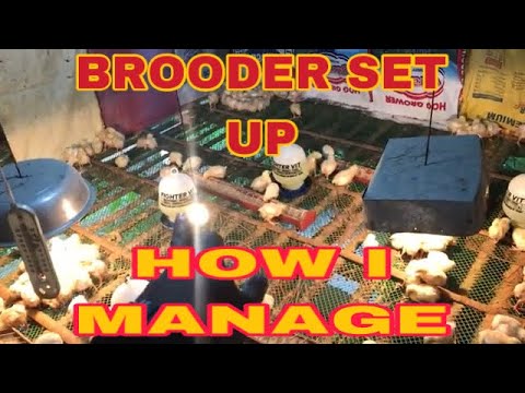 Chicken broiler farming|brooder set up|things to do during brooding ...