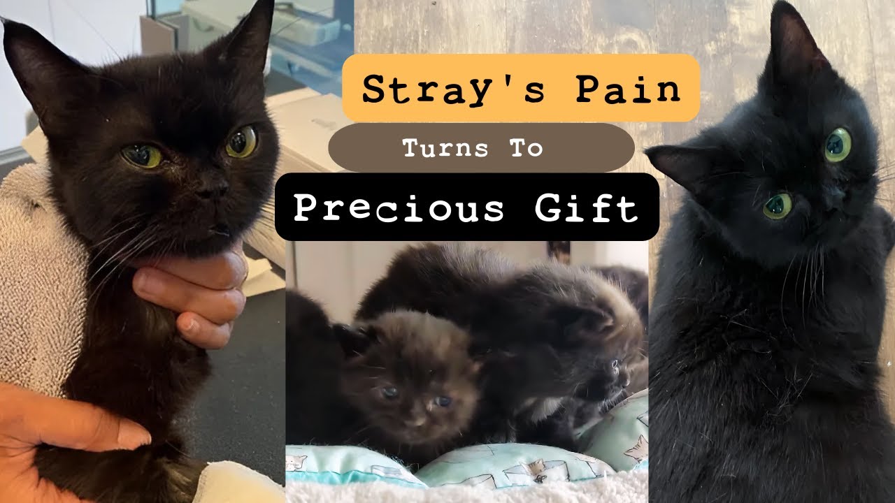 Rescued Cat Missing Toes Finds Hope for Her Kittens! - YouTube