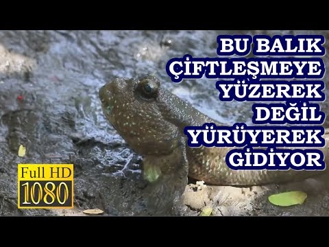 Yürüyen balık, uçan balık, balık, hd