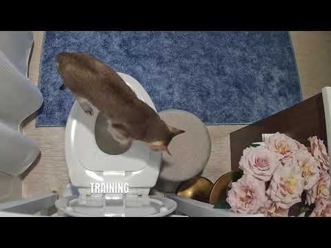 The Cat Throne can make your house smell like roses!