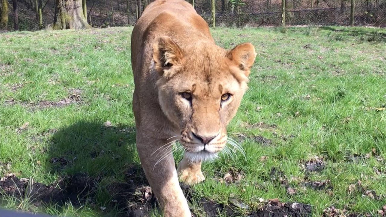 CRAZY LION ENCOUNTERS!!! - YouTube