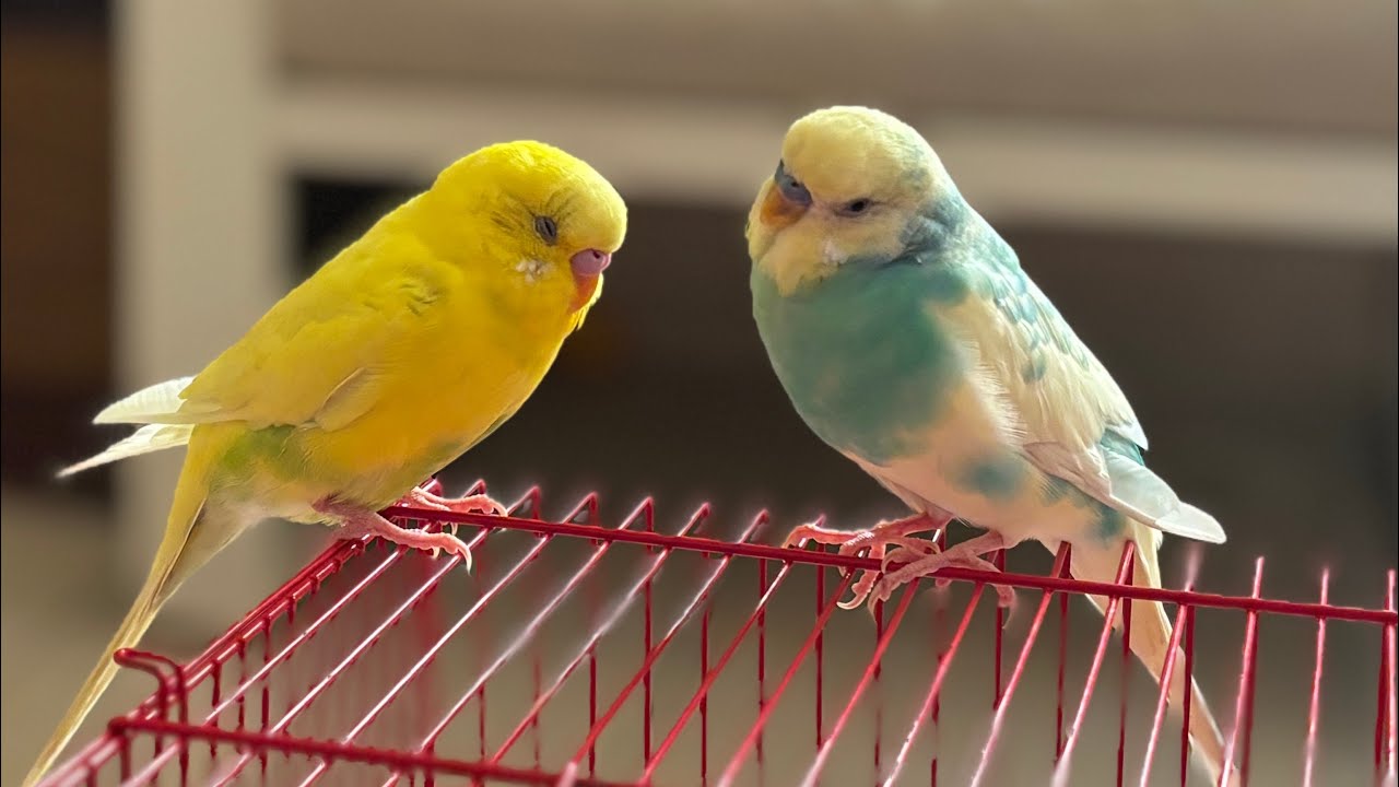 Relaxing Parakeet Chirping Sounds - Perfect for Stress Relief - YouTube