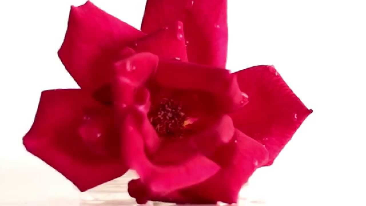 1 hour meditation heart of the rose - YouTube