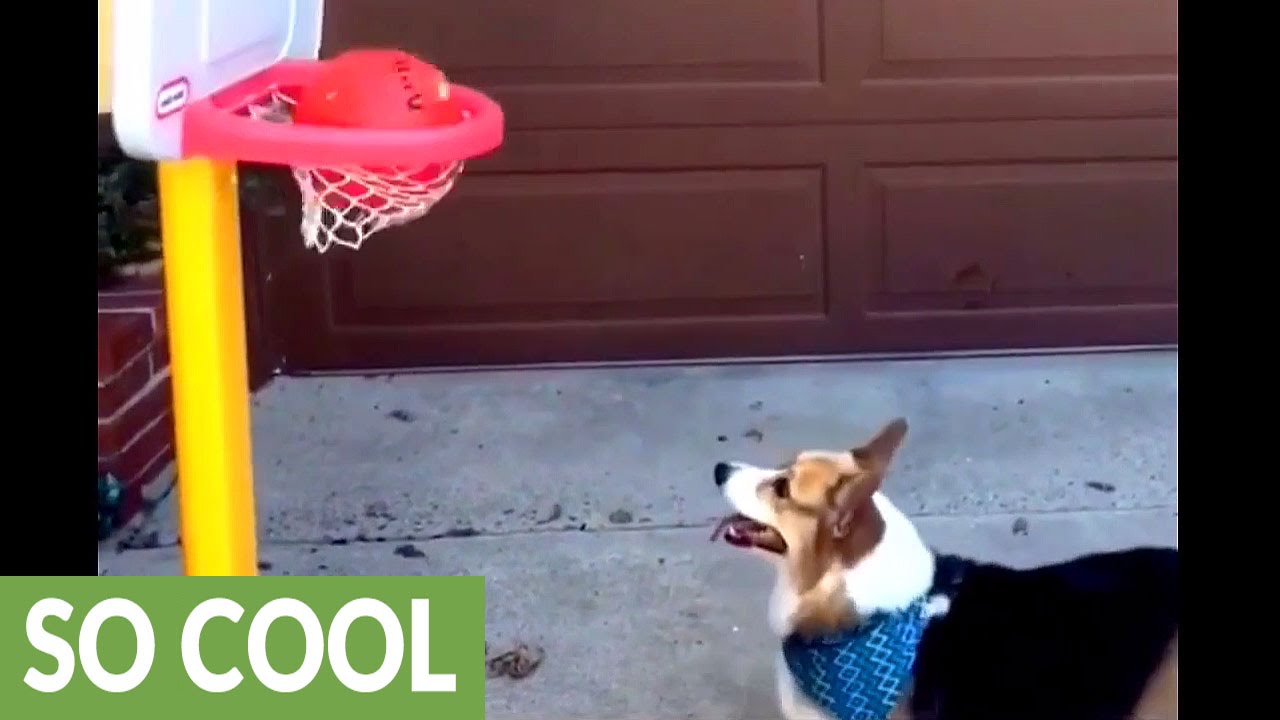 Corgi shows off impressive basketball skills - YouTube