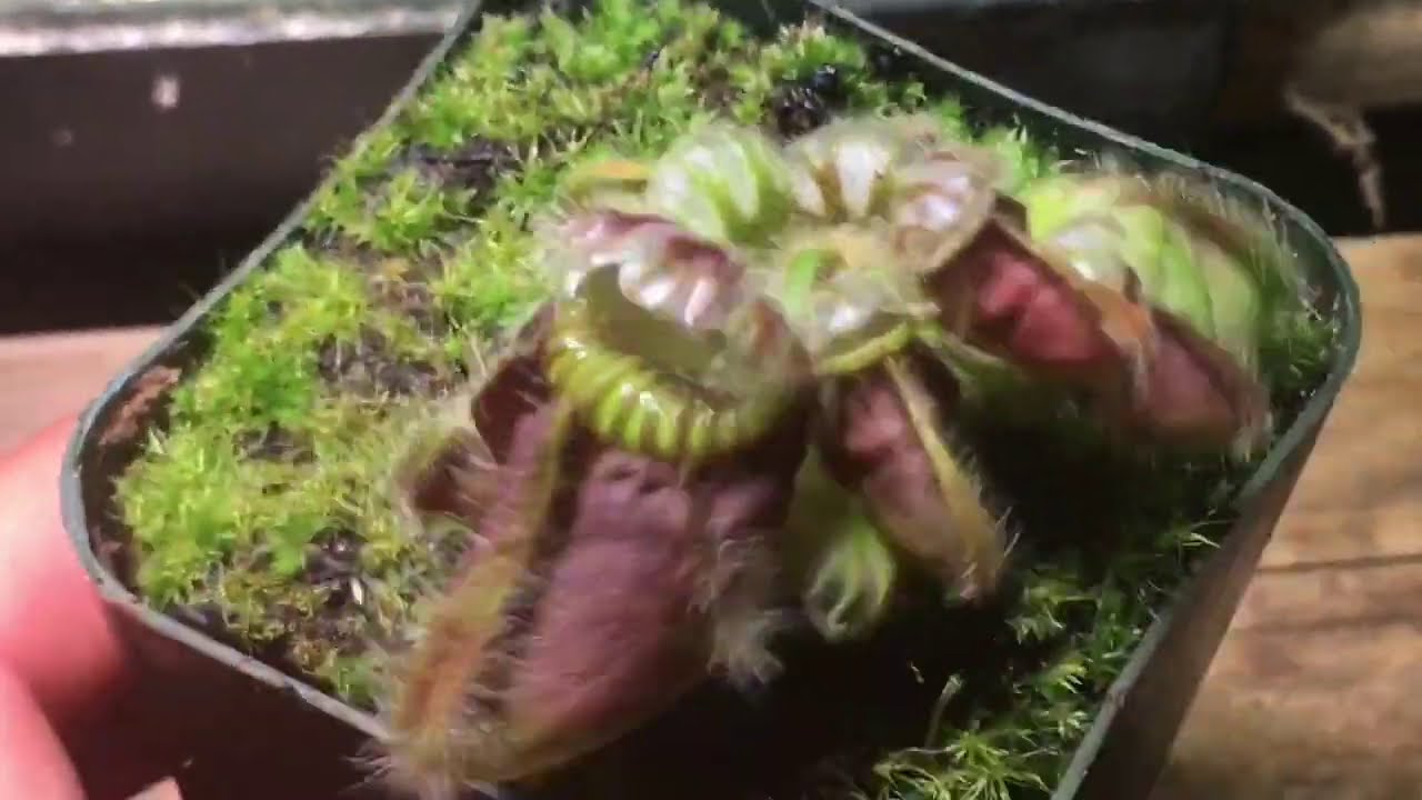 Cephalotus in a nutshell - YouTube