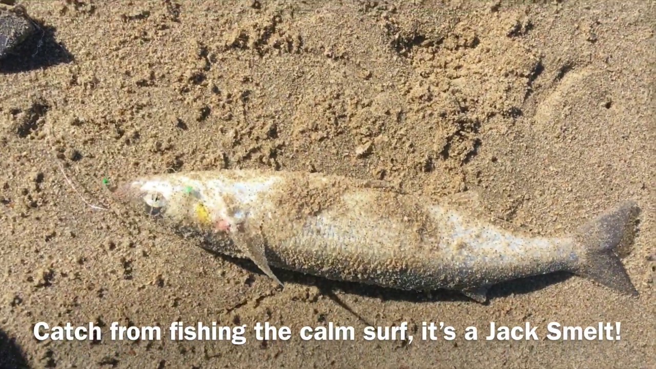 Marina State Beach Surf Fishing: Caught Two Jack Smelt! - YouTube