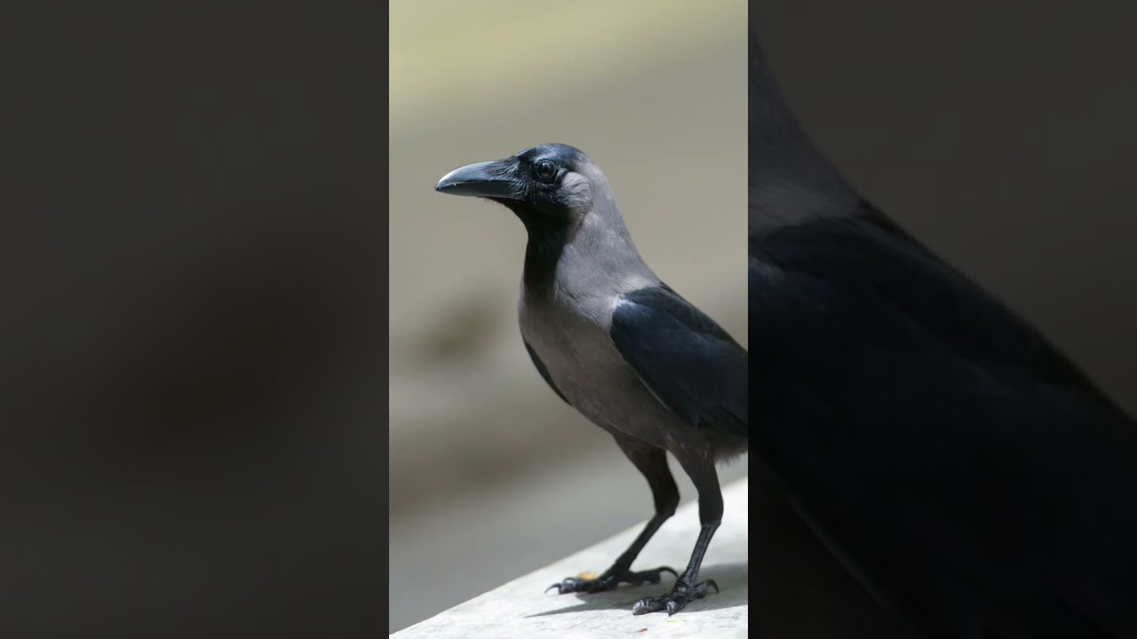 # Real crow voice - YouTube