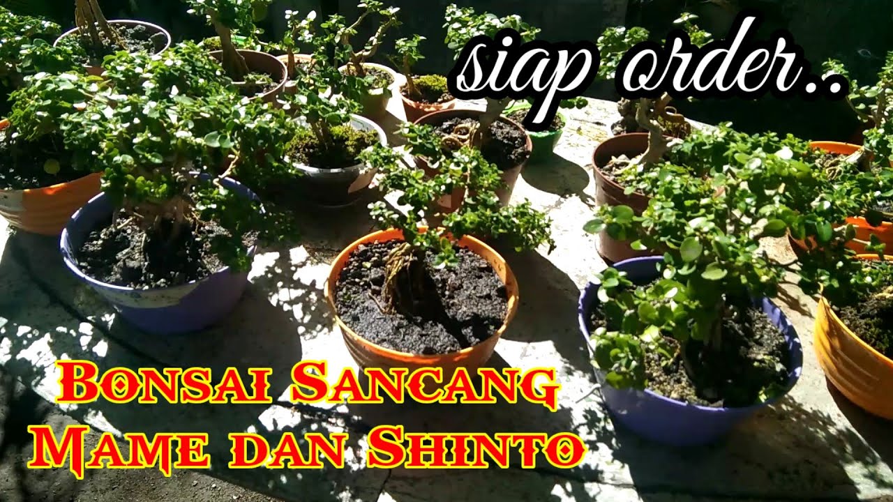 BONSAI SANCANG SHINTO DAN MAME || Siap Order - YouTube