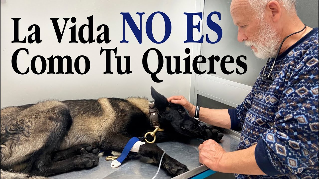 La vida no es como quieres, es como es - YouTube