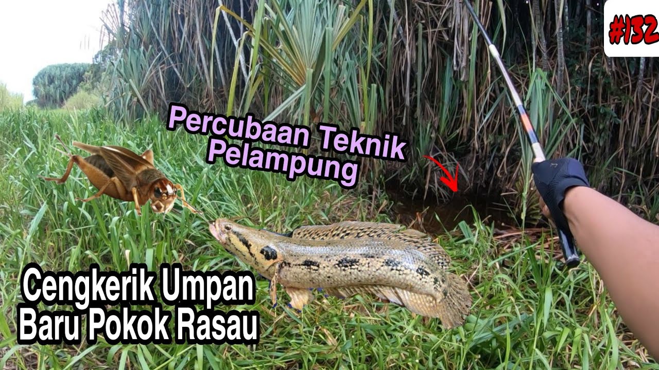 Bujuk Pokok Rasau Gemar Umpan Baru || Ikan Tak Menolak Walau Umpan Tak ...
