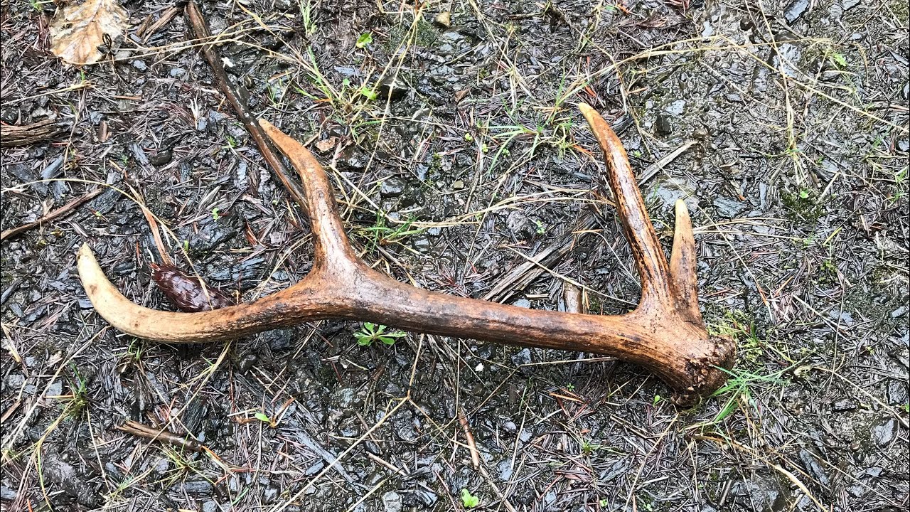 Wintertime Roosevelt Elk Shed Hunting .. Washington State - YouTube