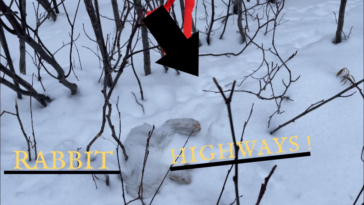 RABBIT SNARING the BEST LEADS I’ve EVER SEEN ! TRACKS ABSOLUTELY ...