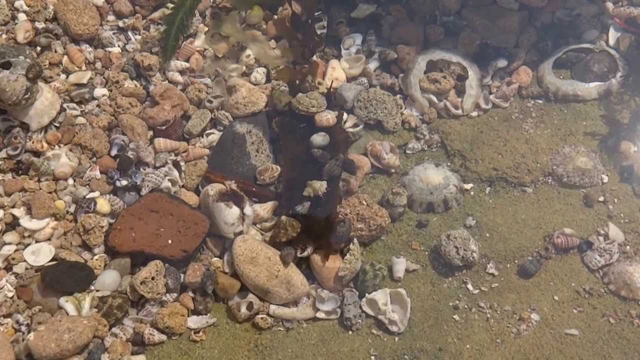 MOVING SEA SHELL AT THE SEA SHORE VERAVAL BEACH - YouTube