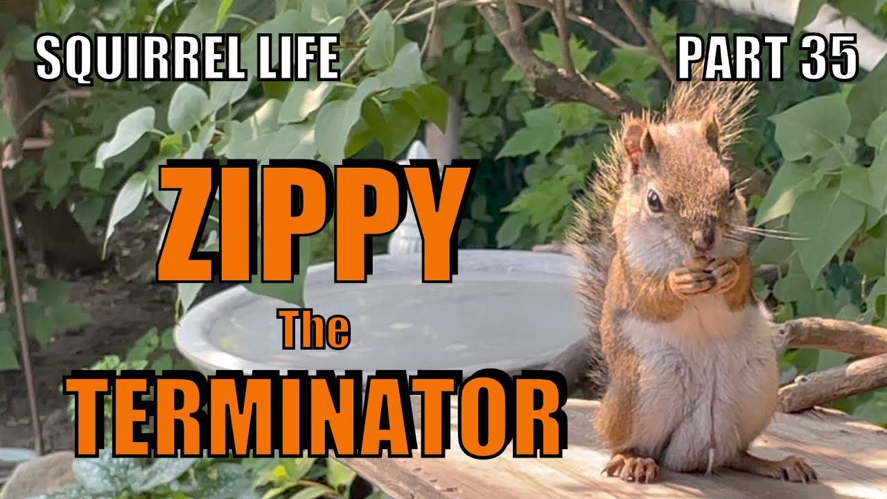 Squirrel Life 35 - Zippy the Terminator - YouTube