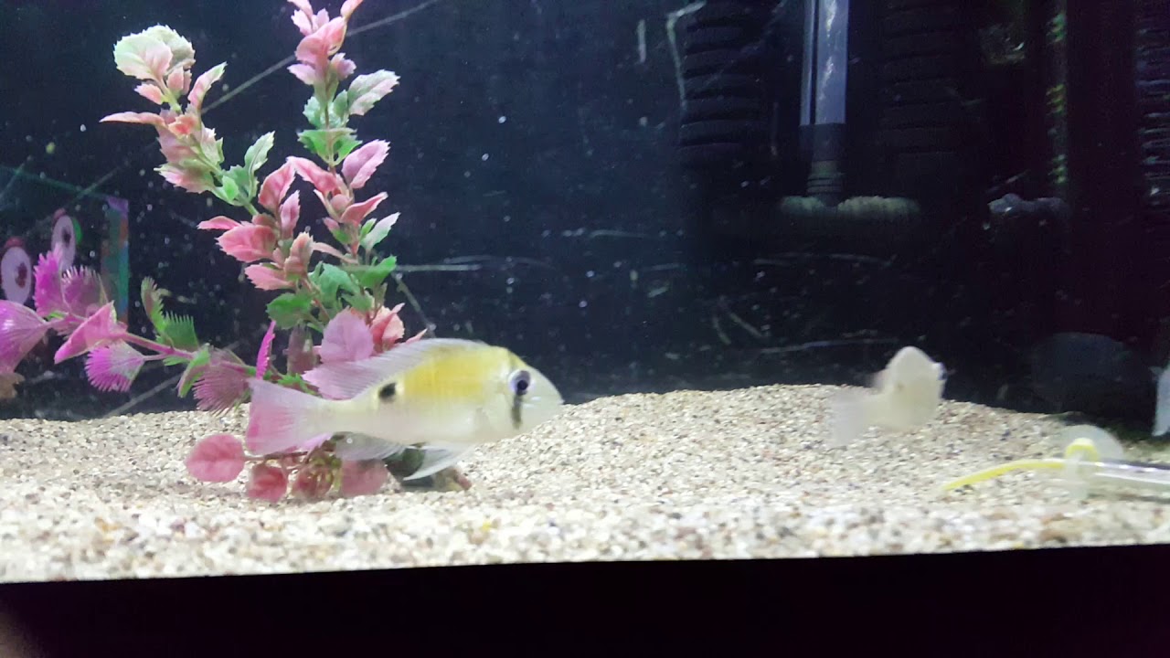 Cupido geophagus cichlid fish time exploring there new home earth eater ...