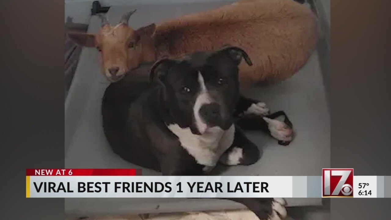 Dog and goat ‘best friends’ thrive together at Harnett County farm ...