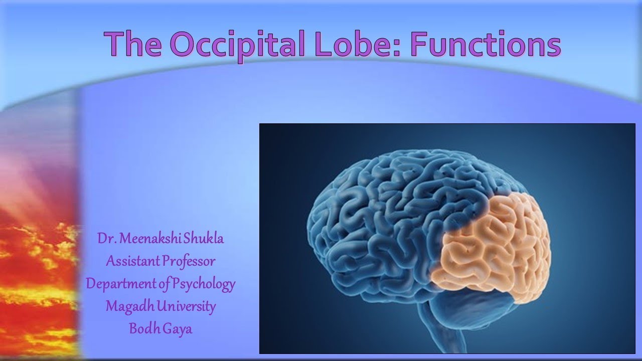 The Occipital Lobe: Function पश्चकपाल पालि: कार्य - YouTube