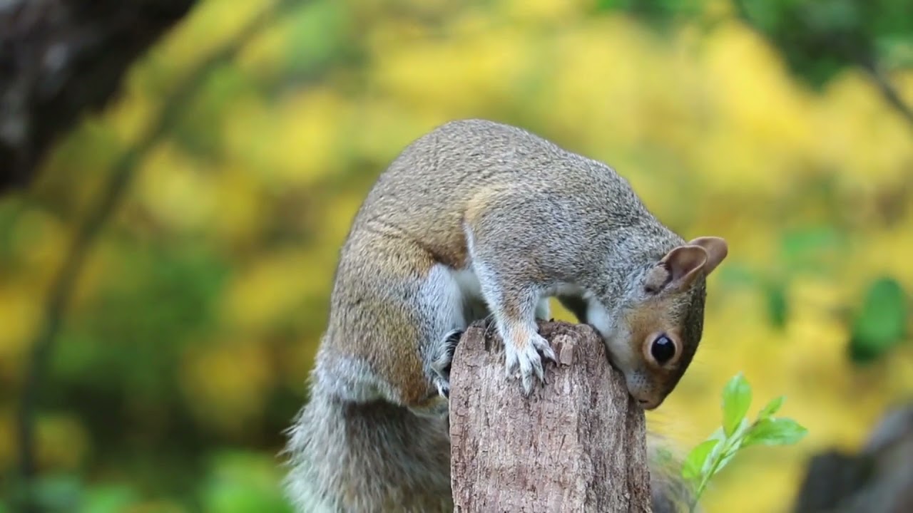 Squirrels of Ghana (English and Twi names) - YouTube