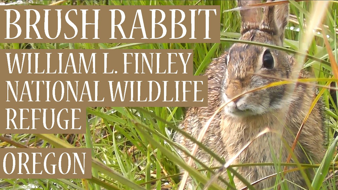 Brush Rabbit (Sylvilagus bachmani), William L. Finley NWR, Oregon - YouTube