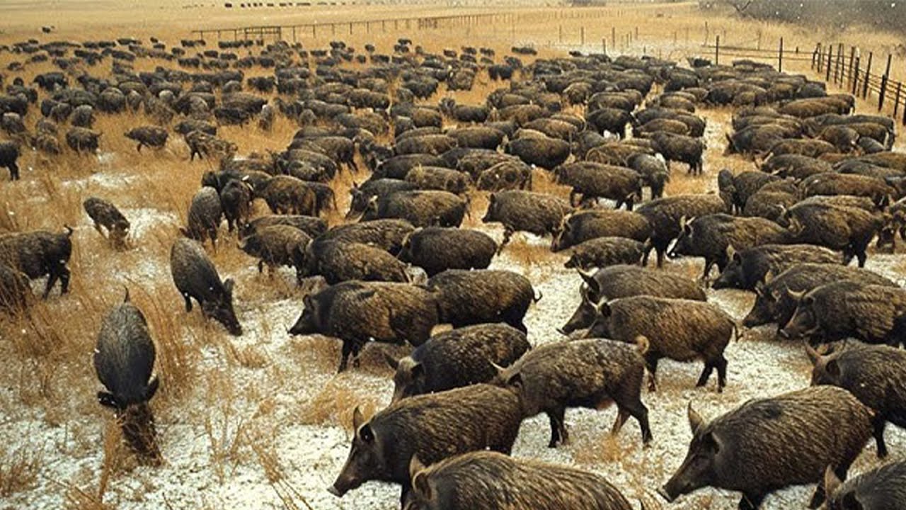 Feral hogs cause up to $2.5 billion in damage a year. Why Don't They ...