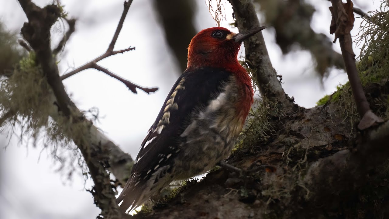 Red-breasted Sapsucker - YouTube