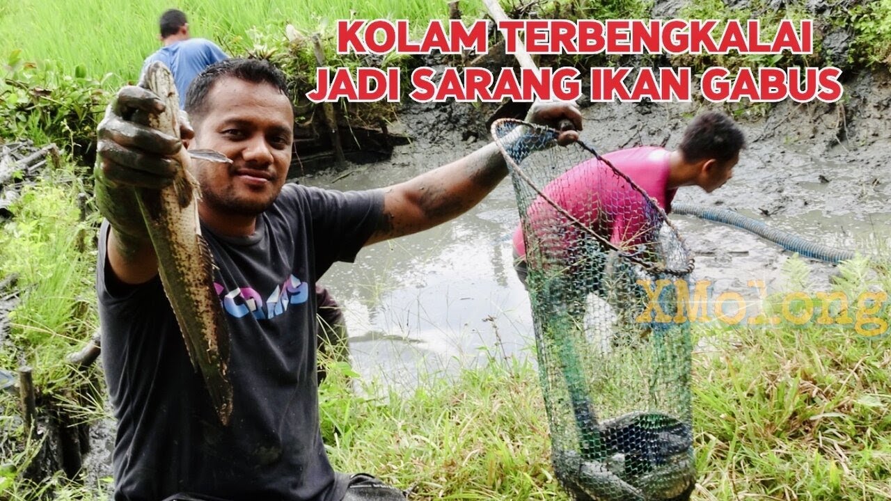 MANTAP..!! KOLAM IKAN TERBENGKALAI SUDAH JADI SARANG IKAN GABUS DAN ...