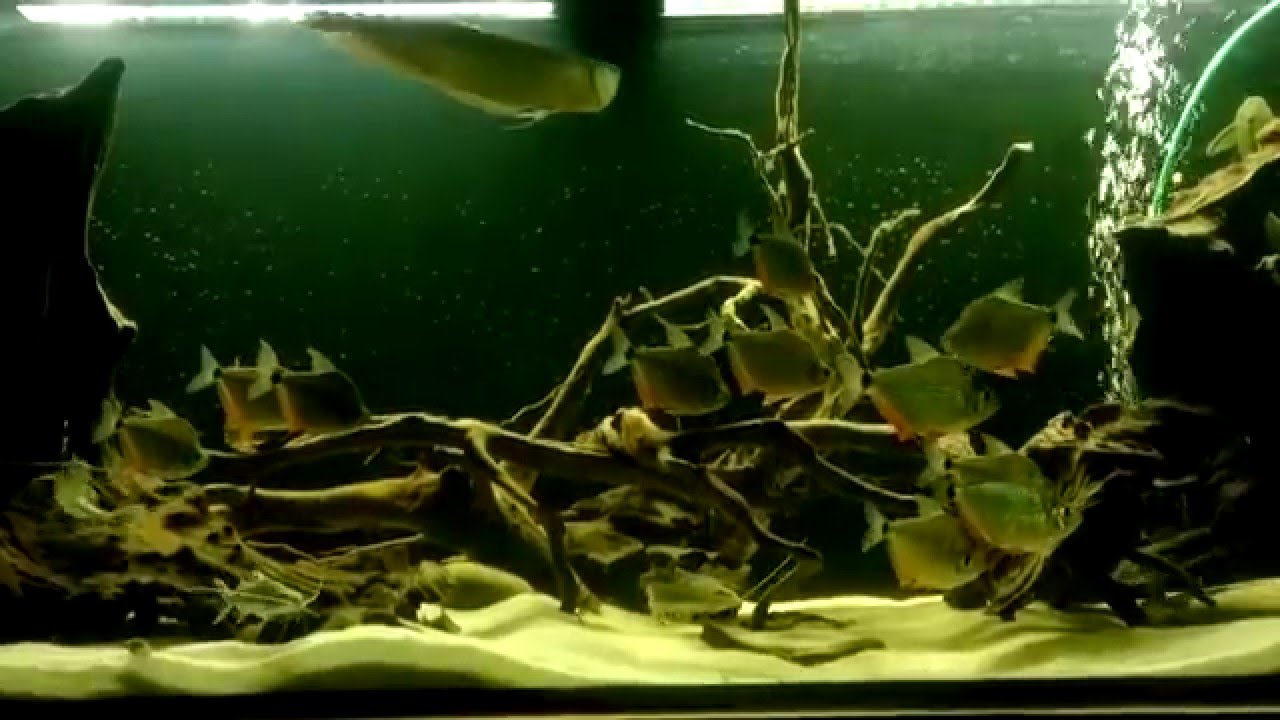 Tetragonopterus argenteus, Pimelodus pictus, Osteoglossum Bicirrhosum ...