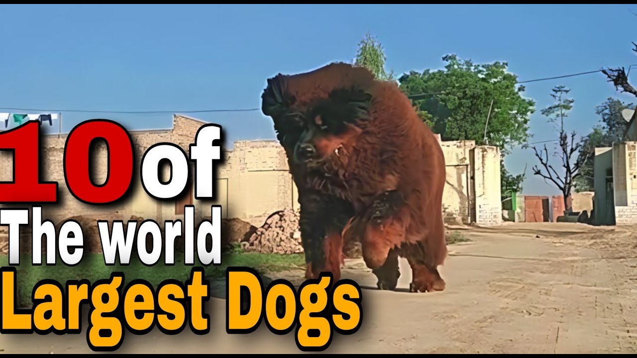 Top 10 BIGGEST dogs in the WORLD - YouTube