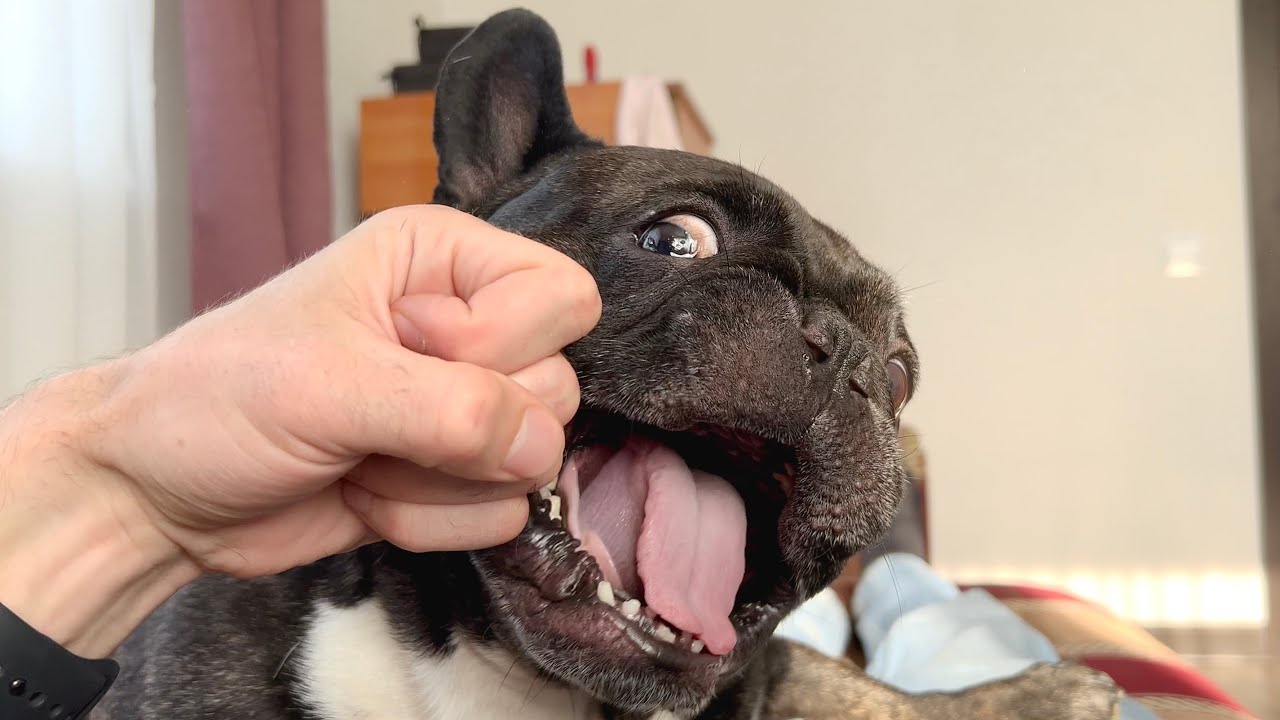 The dog wants to bite off my fingers - YouTube