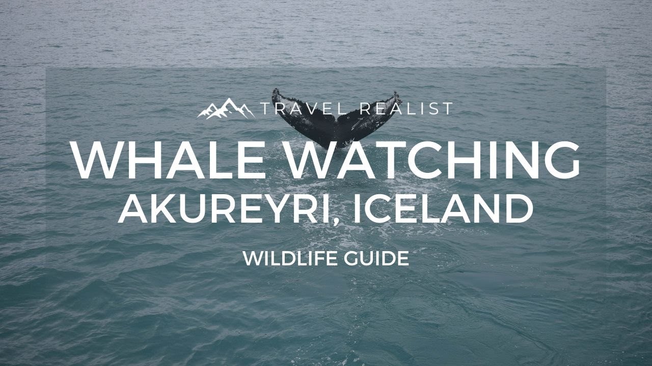 Akureyri: Whale Watching In Northeastern Iceland - YouTube