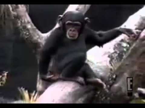 mono culo sucio - YouTube