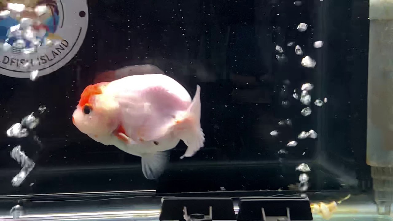 Goldfish Island - 1208RA00SA445TH2F3 - YouTube