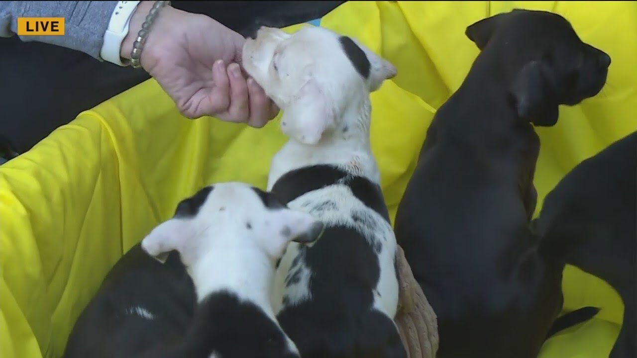 Indy Now, September 19th: Adopt or foster puppies with Animal ...