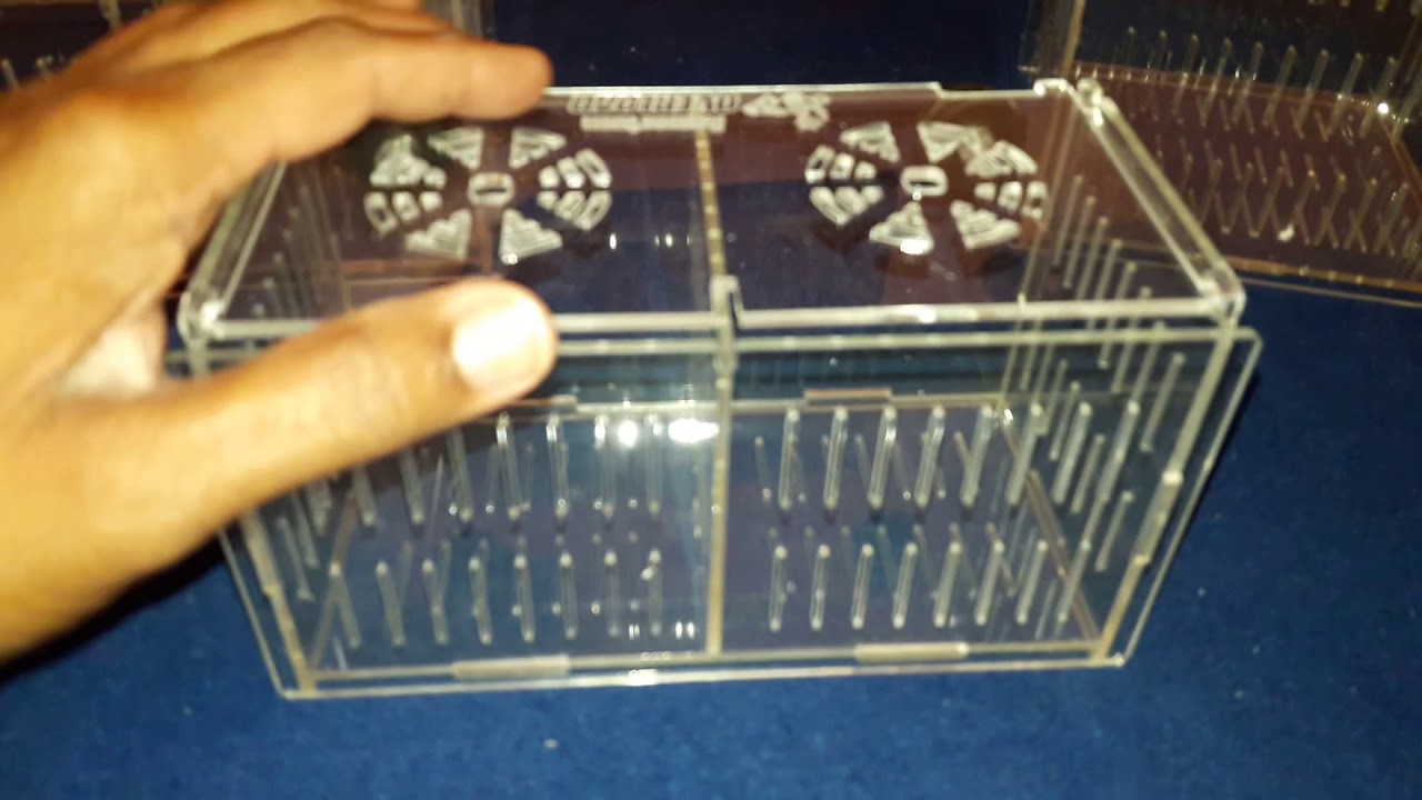 Mushroom/Fish acclimation boxes - YouTube